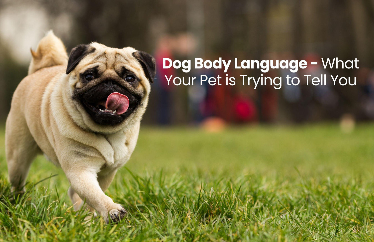 Dog Body Language - What Your Pet is Trying to Tell You – Furry Tails