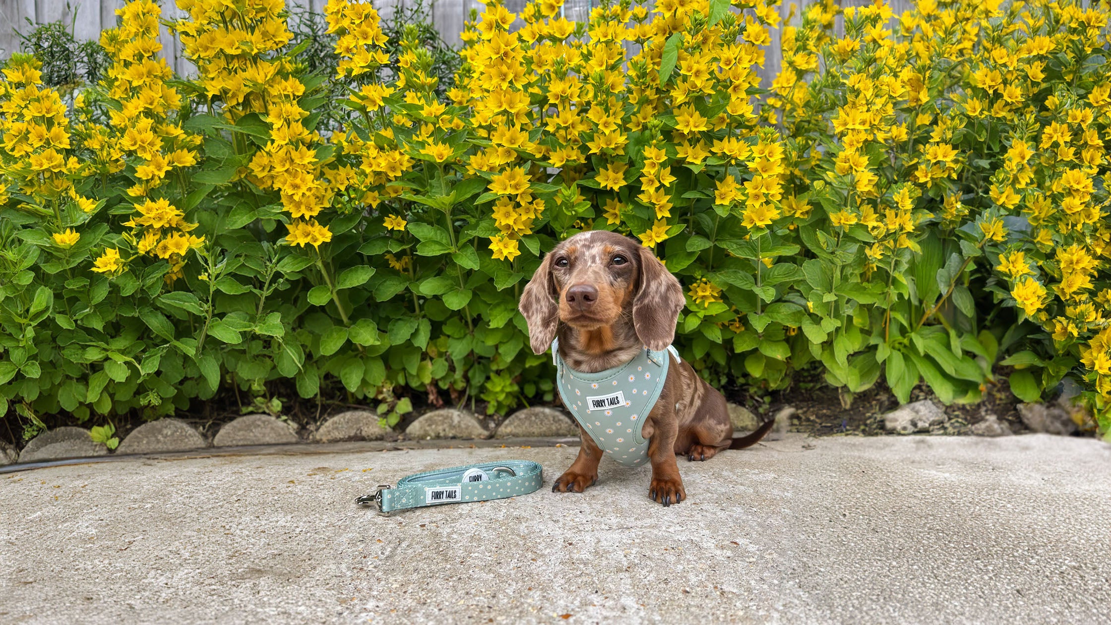 Daisy Green – Furry Tails